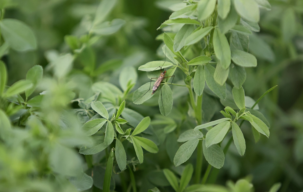 From Anatolia to Agriculture: OMU Unveils ’Albatur,’ a Superior Alfalfa ...